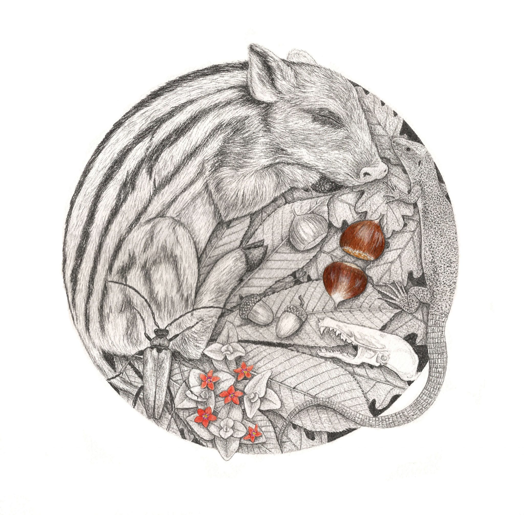 Animaux endormis - Alicia Pénicaud Illustrations